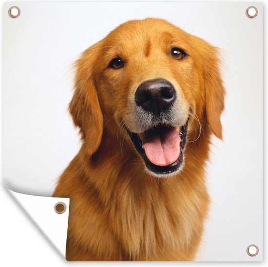 Tuin poster Portretfoto van een goudbruine Golden Retriever - 200x200 ...