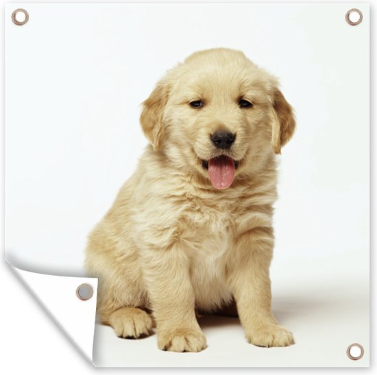 Tuin poster Portretfoto van een donzige Golden Retriever-puppy ...