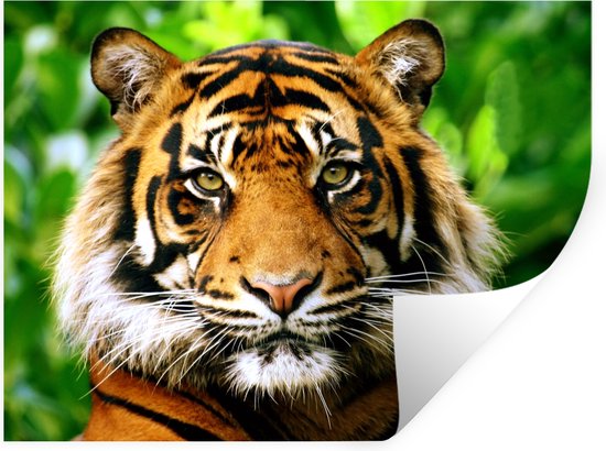 Muurstickers - Sticker Folie - Tijger - Kop - Bos - 120x90 cm - Plakfolie -... | bol
