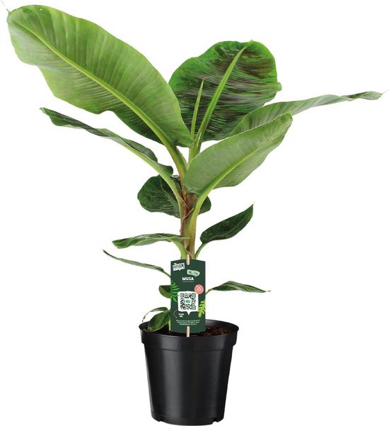 Hello Plants Musa Dwarf Cavendish Bananenplant - Ø 21 cm - Hoogte: 90 cm - Kamerplant | bol
