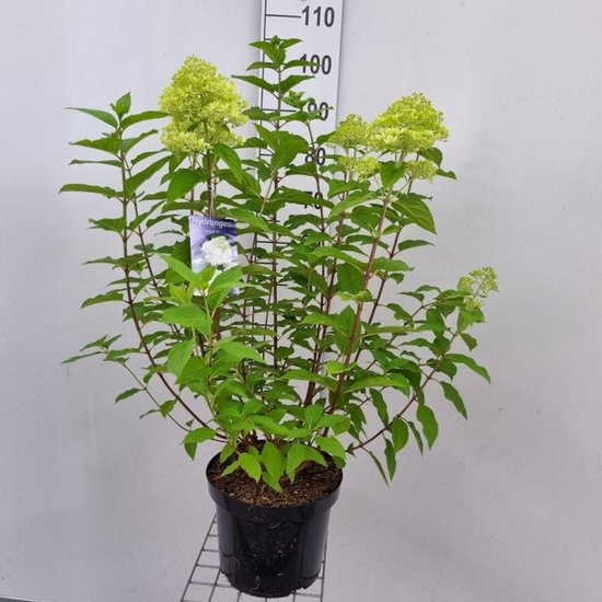 Hydrangea paniculata 'Limelight' - 7 liter pot -.5 50-60 cm | bol