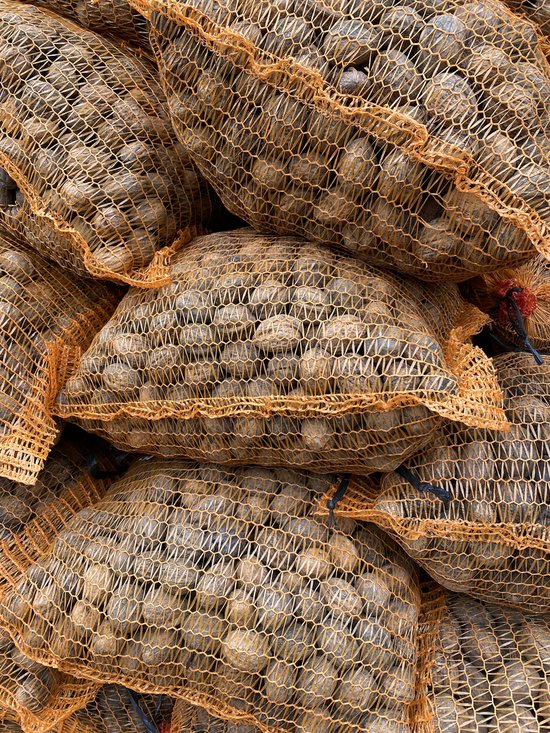 5 kilo Nederlandse walnoten in dop | bol