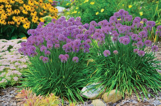 6x Sierui (Allium 'Millenium') | bol