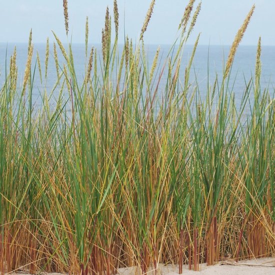 50 x Helmgras of Duingras - Siergras Winterhard - Ammophila Arenaria in ...