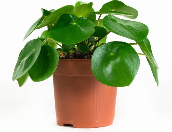 Groene plant – Pannenkoekenplant (Pilea Peperomioides) – Hoogte: 20 cm ...