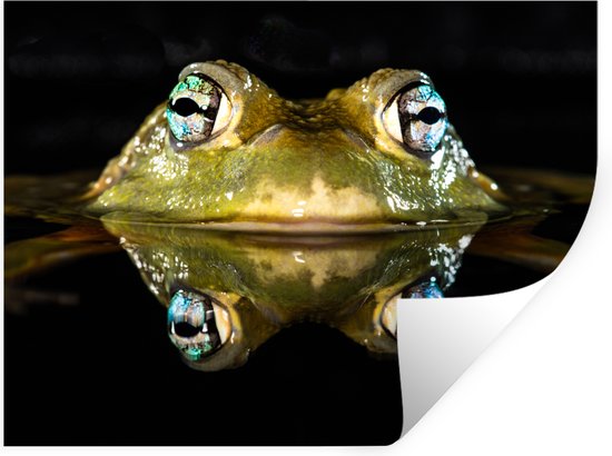 Muurstickers - Sticker Folie - Kikker - Ogen - Portret - 120x90 cm ...