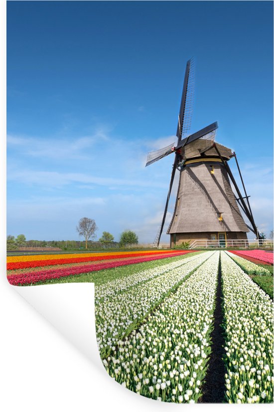 Muurstickers - Sticker Folie - Molen tussen de tulpen in Nederland ...