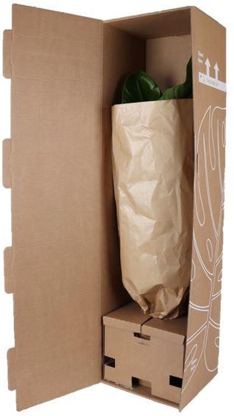 Ficus Lyrata in Boule WIT pot - Potmaat 24cm - Hoogte 110cm | bol