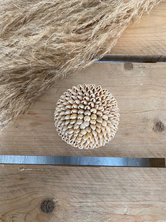 Truly Turtle® - Ornament - Schelpen - Bureau Decoratie - Interieur ...