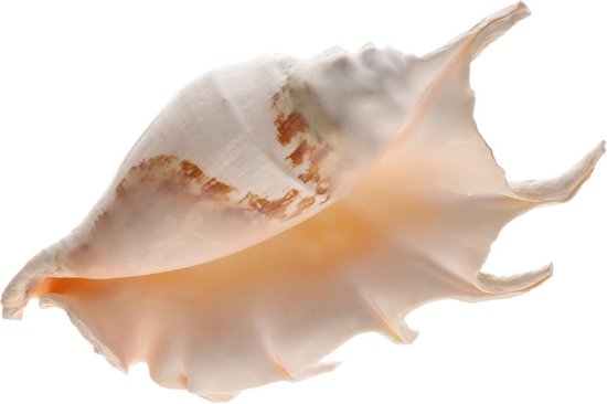 Witte decoratie schelp 22 cm | bol.com