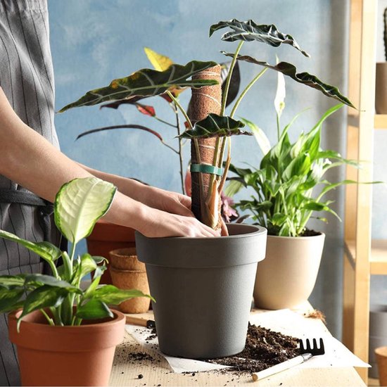 Mosstok voor Planten - 2x 30 cm - Plantensteun - Plantenstok ...