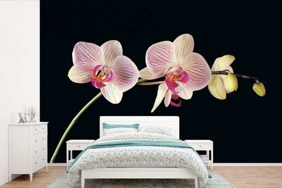 Behang - Fotobehang Orchidee - Bloemen - Zwart - Roze - Knoppen ...