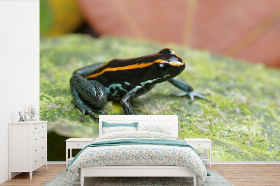 Behang - Fotobehang Zwarte kikker op een blad - Breedte 360 cm x hoogte ...