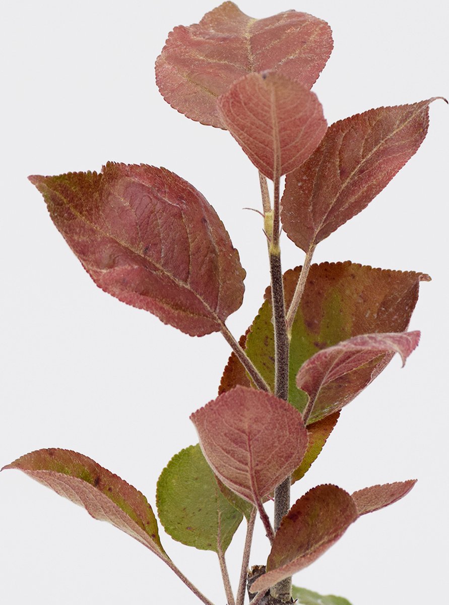 Malus domestica 'Baya Marisa'® rode appel met rood vruchtvlees - 5 ...