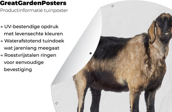 Tuincirkel Geit met een grappig gezicht - 90x90 cm - Ronde Tuinposter ...