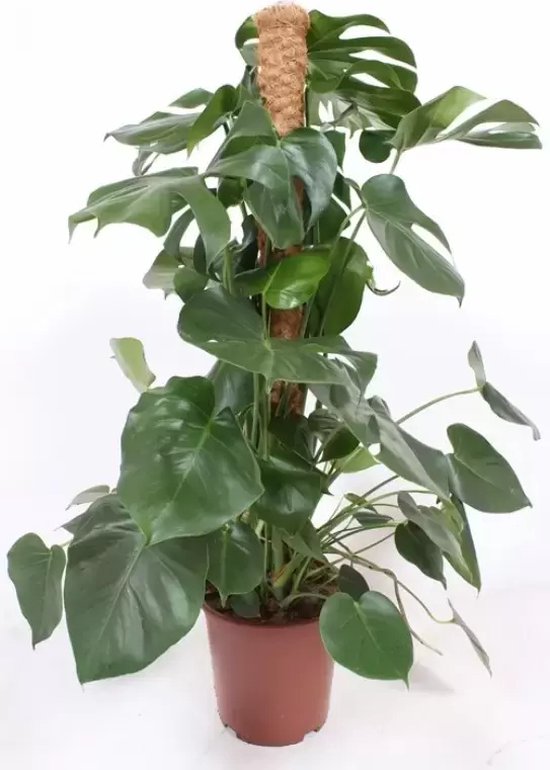 Monstera Deliciosa Mosstok | bol