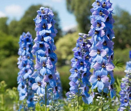 Delphinium 'Blue Bird' (ridderspoor) 5 - 30 cm | bol.com
