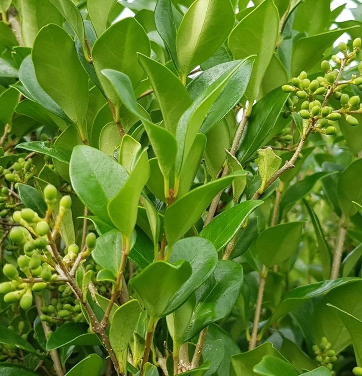Liguster Texanum (kant-en-klare haag) - Ligustrum japonicum 'Texanum ...