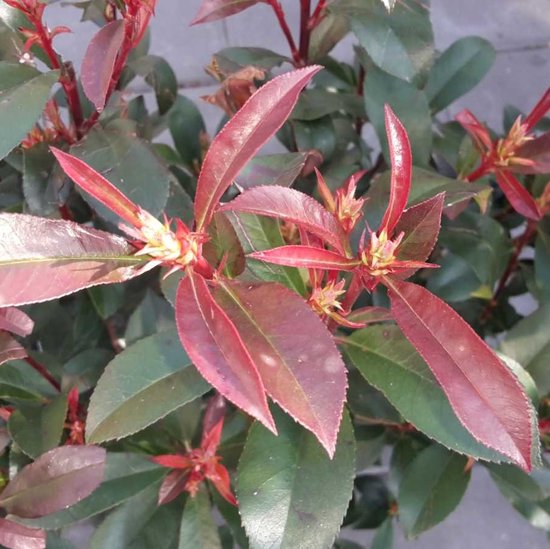 Glansmispel Red Robin (kant-en-klare haag) - Photinia fraseri 'Red Robin' | bol