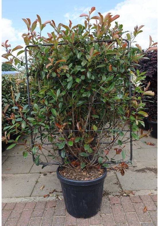Glansmispel Red Robin (kant-en-klare haag) - Photinia fraseri 'Red Robin' | bol.com