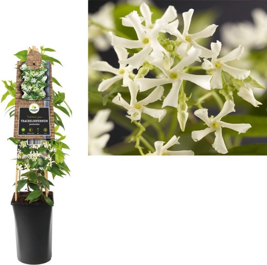 3 stuks - Van der starre - Klimplant Trachelospermum jasminoides... | bol