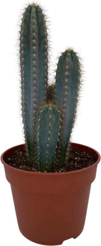 zuilvormige Blauwe Cactus (Pilosocereus Azerues) (30-40cm - Ø18 cm) | bol