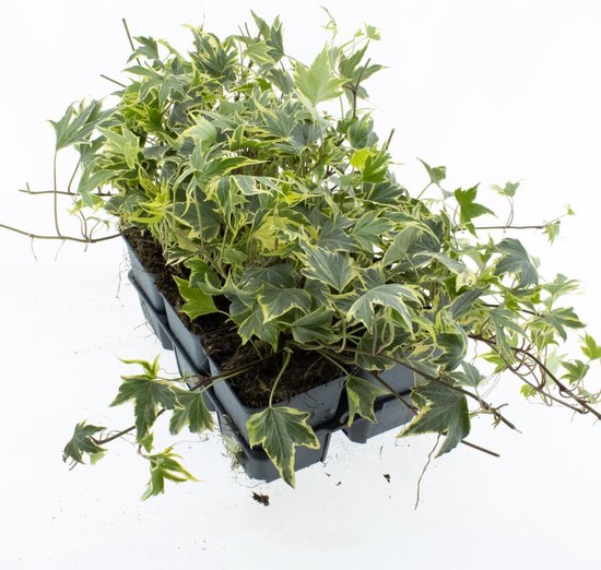 Bodembedekker Geelbonte Klimop - 12 Stuks - Hedera helix 'Yellow Ripple ...
