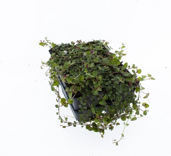 Bodembedekker Patrijsbest - 12 Stuks - Mitchella repens - P9 - Plant ...