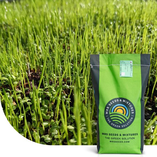 MRS Seeds & Mixtures Microklaver - Gazonklaver - Jaarrond groen gazon ...
