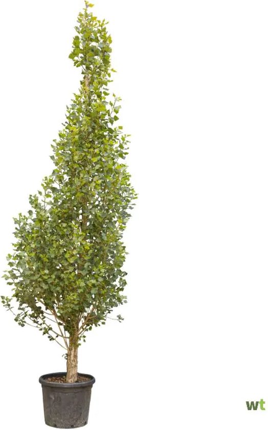 Italiaanse populier Populus nigra italica 500 cm | bol