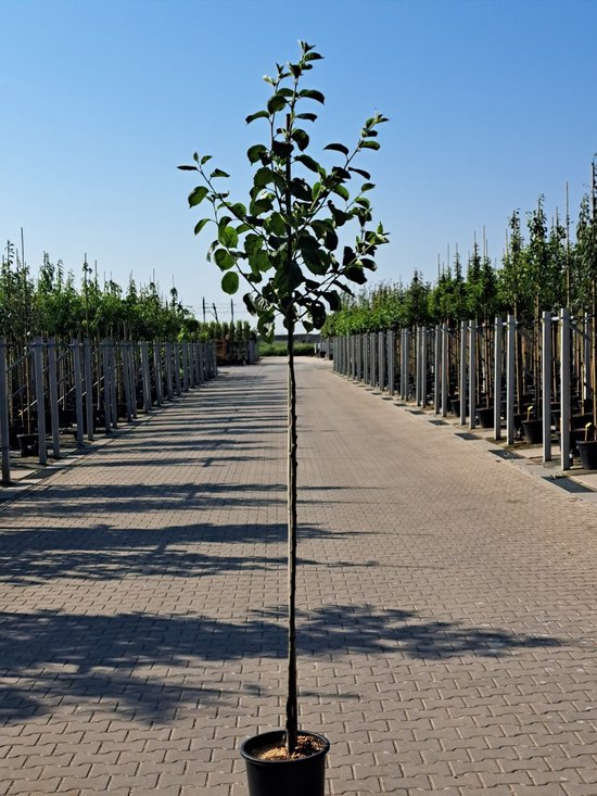 Grote Appelboom | Malus domestica ‘Elstar’ | Hoogstam | 225 – 275 cm ...