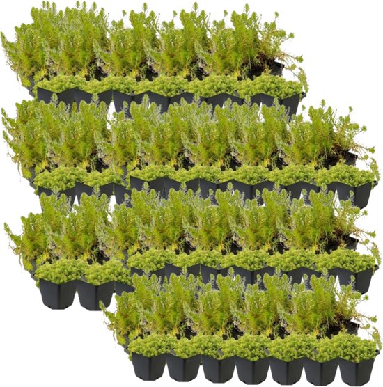 vdvelde.com - Draadalg Bestrijden Plantenfilter Pakket - XXL - Plug ...