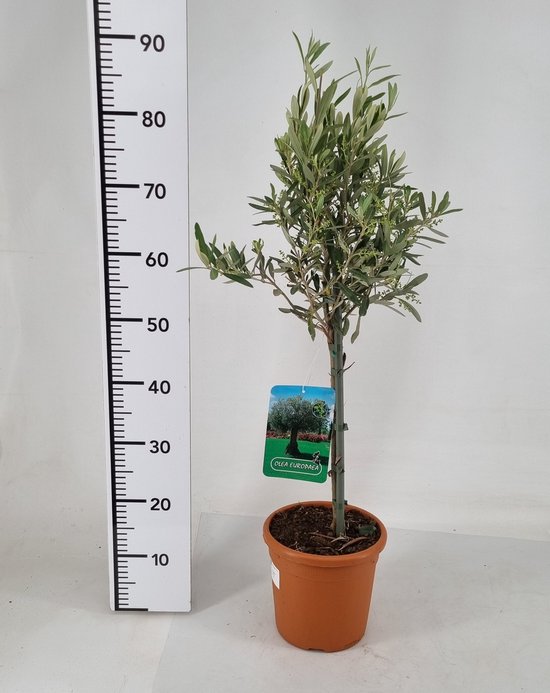 Olijf boom op stam – Hoogte: 80-90 cm – Olea europeae - Pot 20 cm | bol