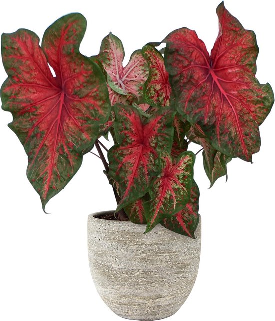 XL Caladium Wild Fire met pot Karlijn Earth ↕70cm - Kamerplant | bol.com