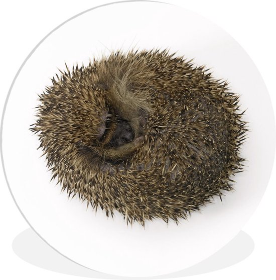 Wall Circle - Wall Circle Indoor - Hérisson - Marron - Wit - ⌀ 150 cm ...