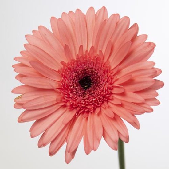 DutchFlowers - Boeket - 15x Gerbera scala 70cm | bol