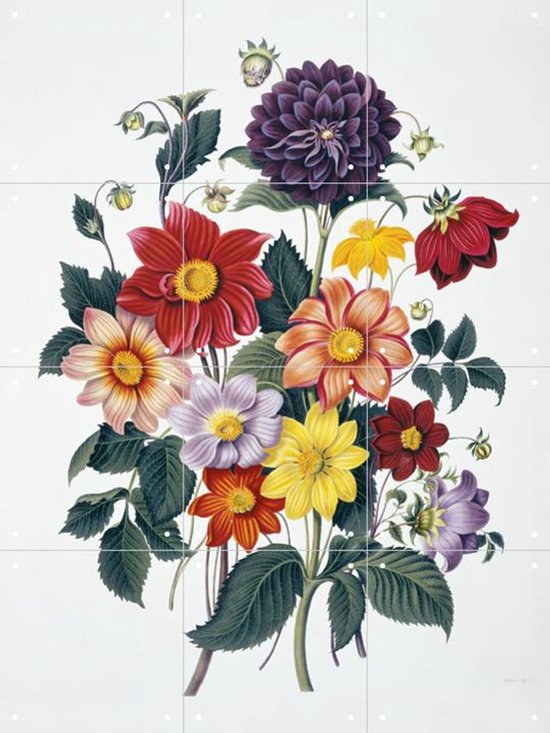 IXXI The Beauties of Flora, Clara Maria Pope & Natural History Museum ...