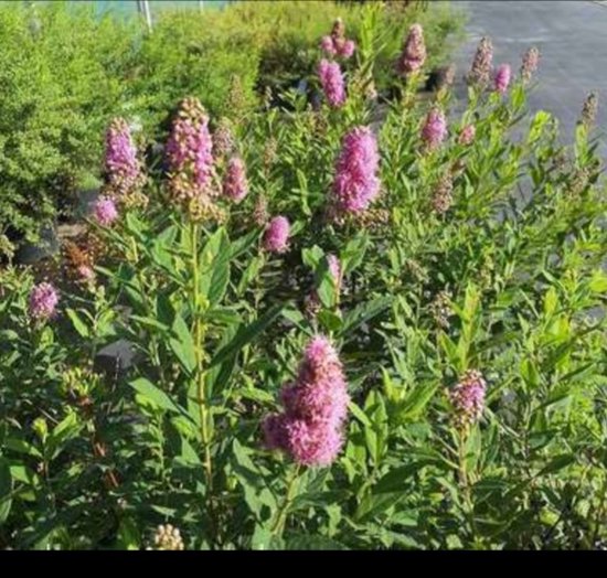 2 x Spiraea billardii - Spierstruik 40- 60 cm in pot | bol