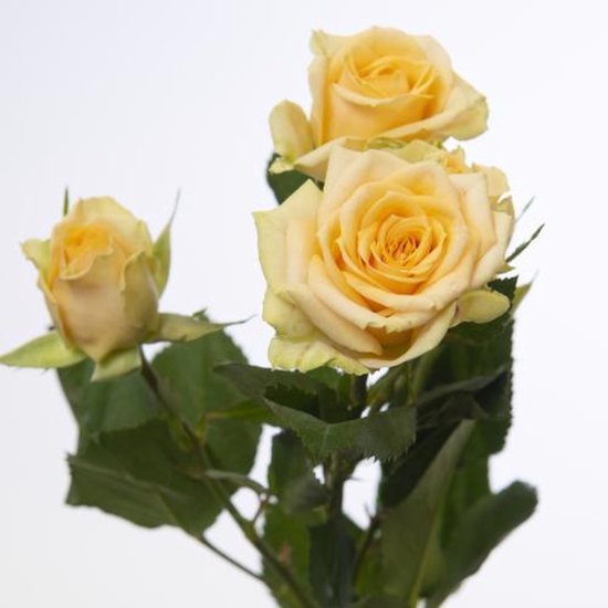 10x Rosa trinity 60cm | bol