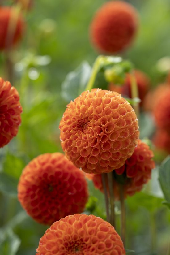 Dahlia Bantling | 1 stuk | dahlia knollen | bol