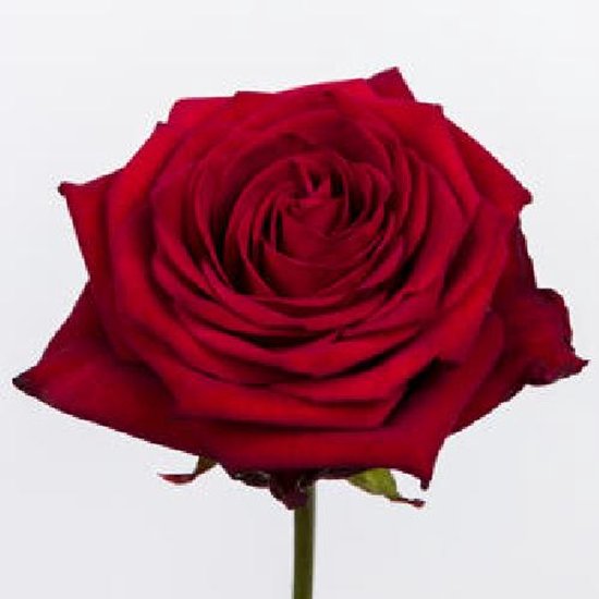 10x Rosa red naomi! 60cm | bol