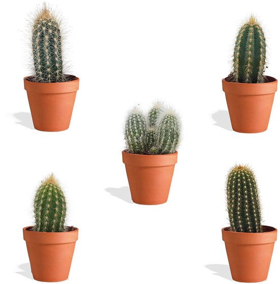 DutchLeafs Cereus Mix Mini Cactussen in Terracotta Pot - 5 Stuks - Pot ...