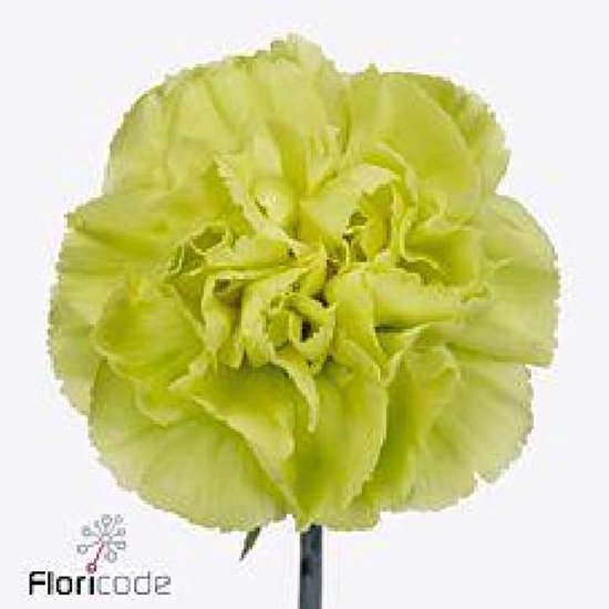 20x Dian.celtic 60cm | bol