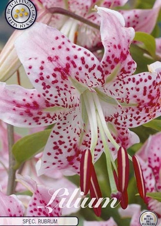 Dutch Finest Quality bloembollen Lilium Spec. Rubrum x 2 16/18s | bol