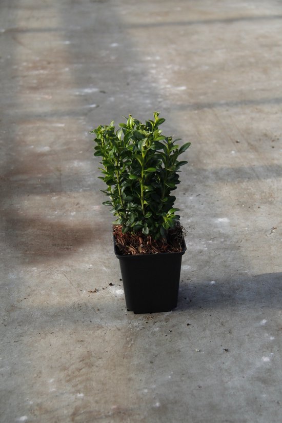 Buxus sempervirens – Wintergroene Haagplant – 6 Sterke Planten in P9 ...