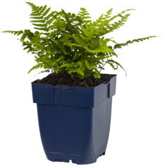 Griffioen - Dryopteris affinis | bol