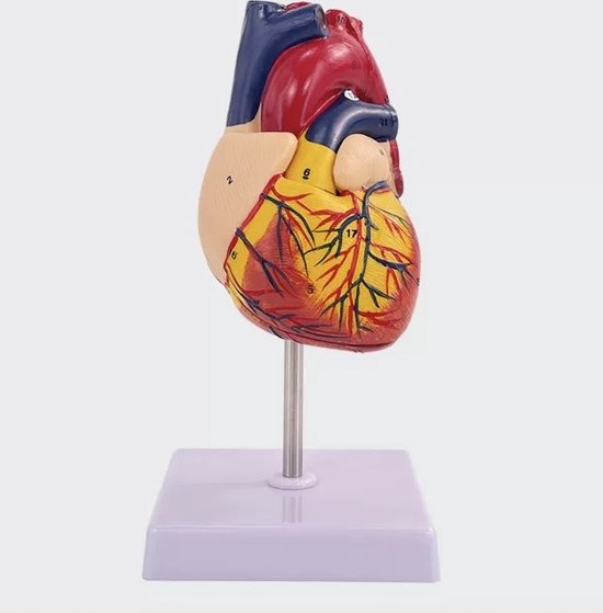 Anatomisch model Hart - 22cm - Menselijk lichaam - Educatief - Biologie - Anatomie | bol