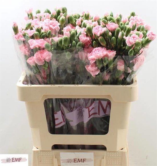 10x Dian.tros rosadita 60cm | bol
