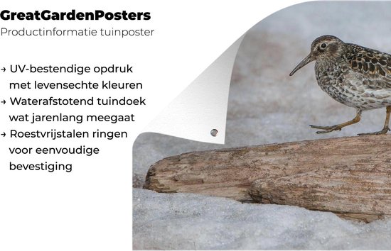 Tuinposter 180x120 cm - Tuindecoratie Paarse strandloper op verweerd ...