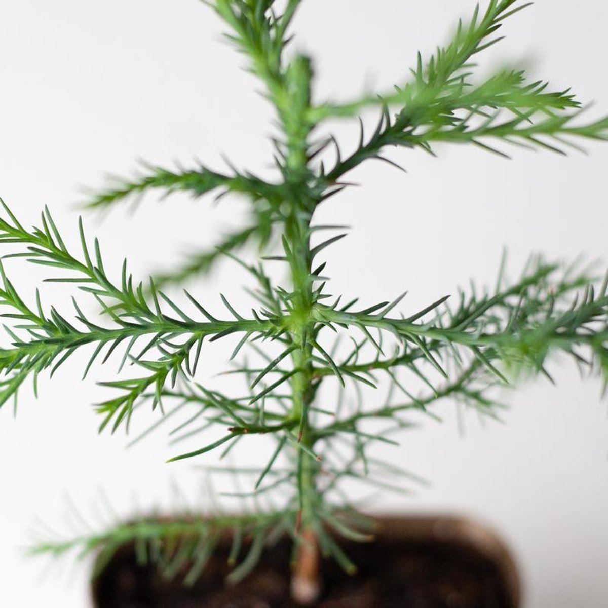 Giant Sequoia | Bomen | Kweek je eigen boom | Bloompost | bol.com